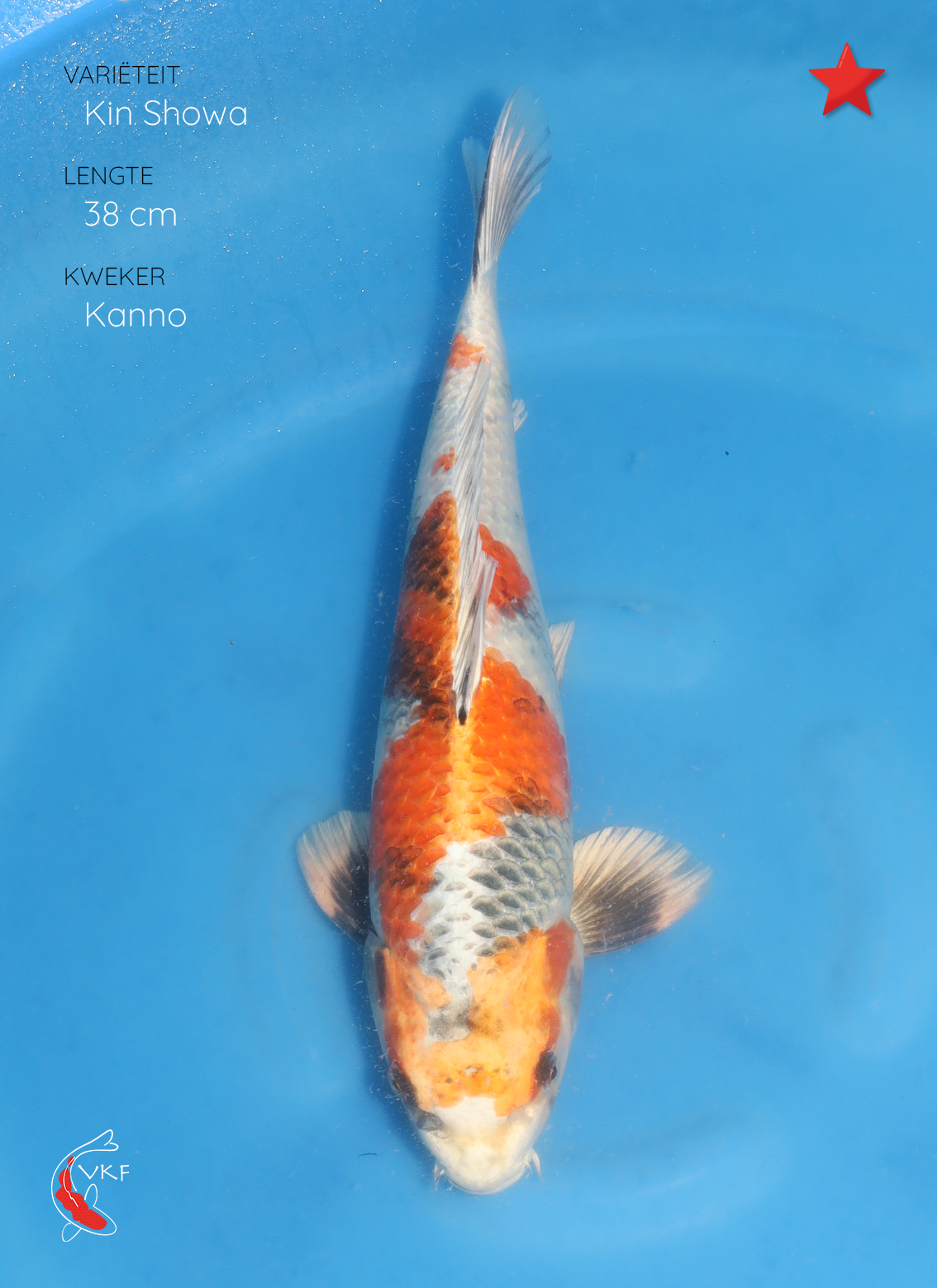 Alle Koi Veilingen - Nr. 1 Koi Veiling - Onlinekoiveiling.nl